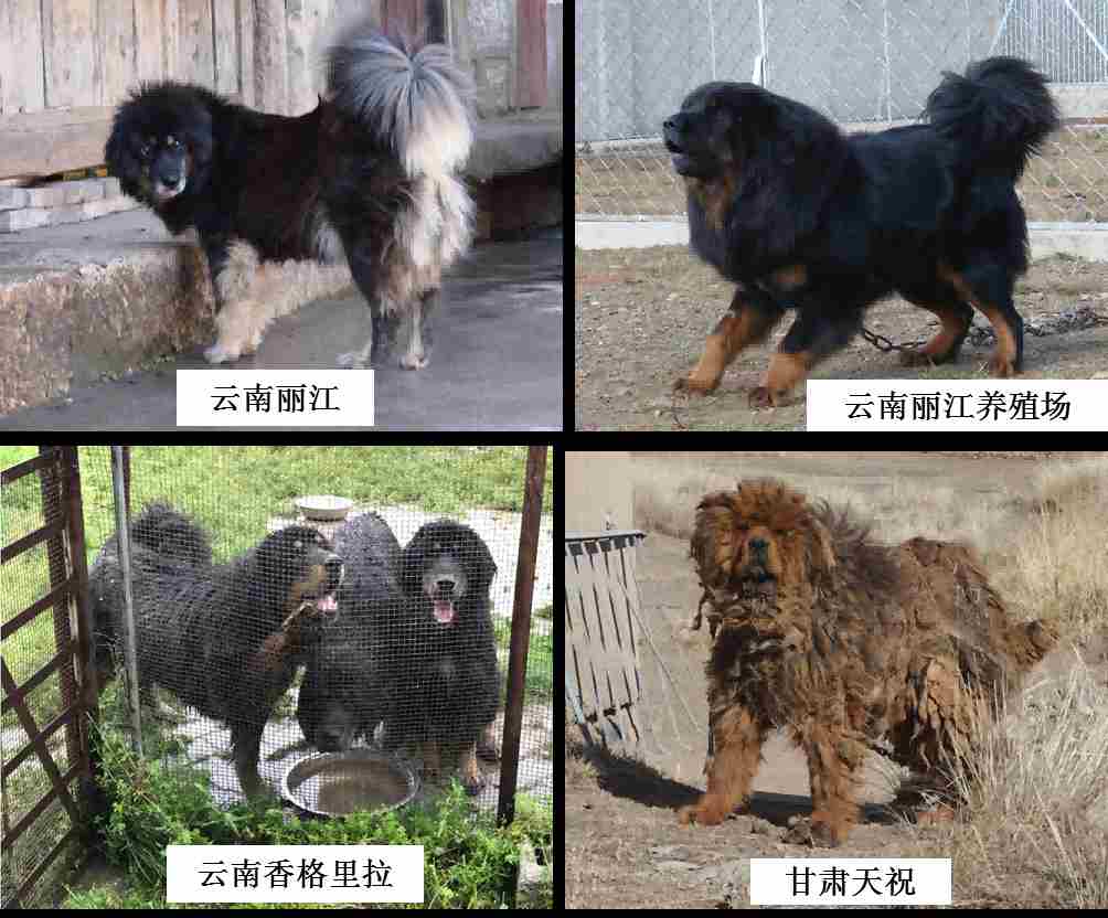 科研进展 - 动物种质资源库